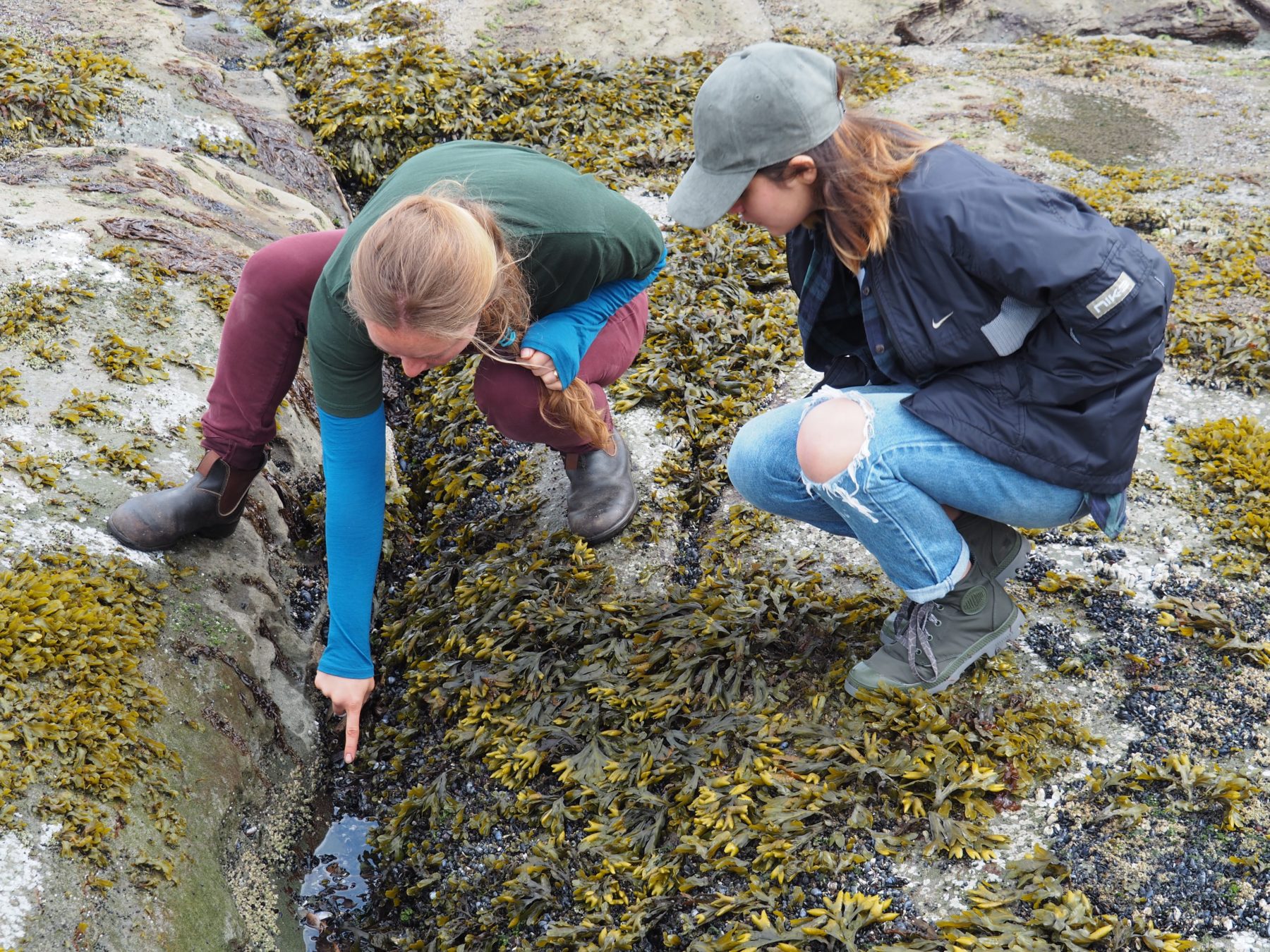Coastal Forests of Pebble Beach | Galiano Conservancy