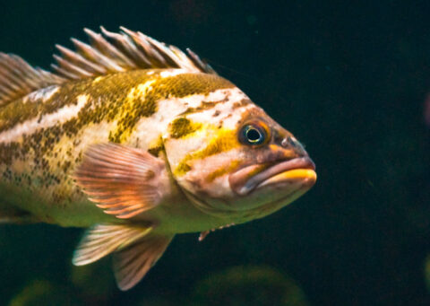 Rockfish Conservation | Galiano Conservancy