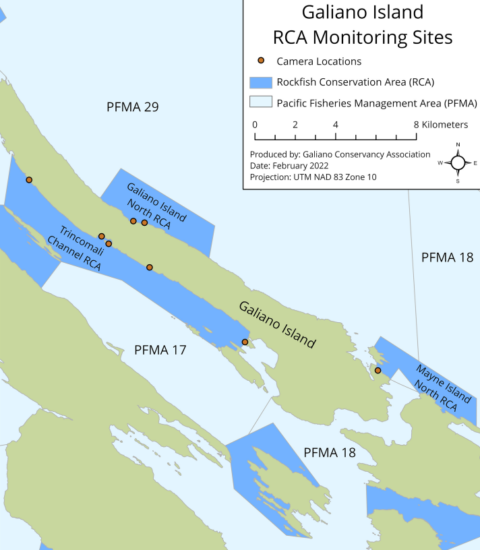 Rockfish Conservation | Galiano Conservancy