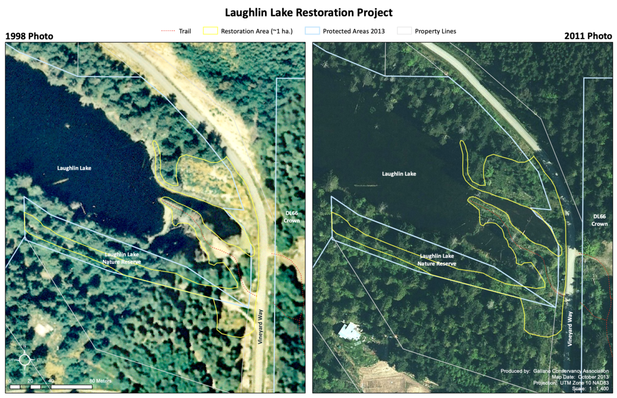 Restoring Laughlin Lake | Galiano Conservancy