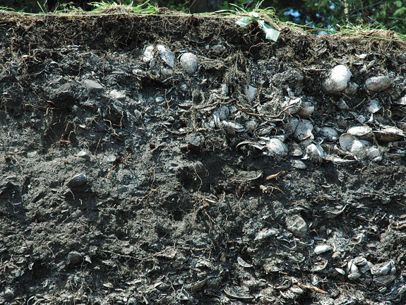 Shell Middens and Sea Stars: What a Marine Life! | Galiano Conservancy