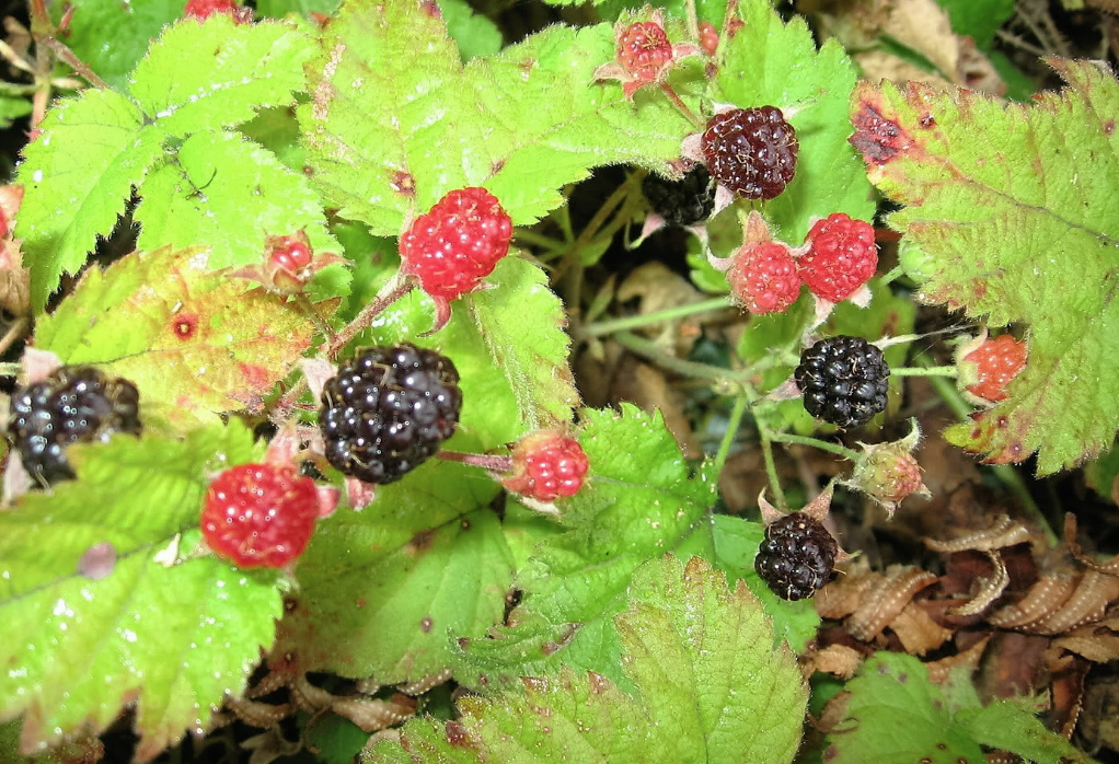 Deep-Challenge #6: All about Berries | Galiano Conservancy